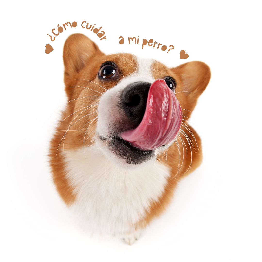¿Cómo cuidar a mi perro? – Guard Dog Academy SAS