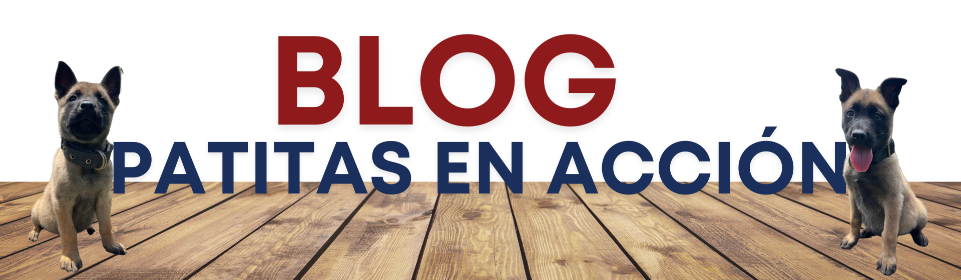 El perro criollo en Colombia: historia, origen y legado de un compañero ...