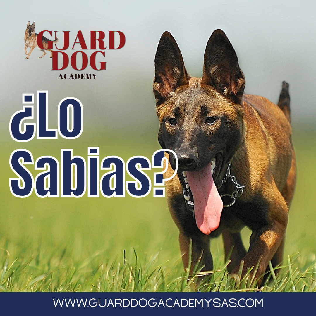 Los datos curiosos más sorprendentes sobre los perros de seguridad ...