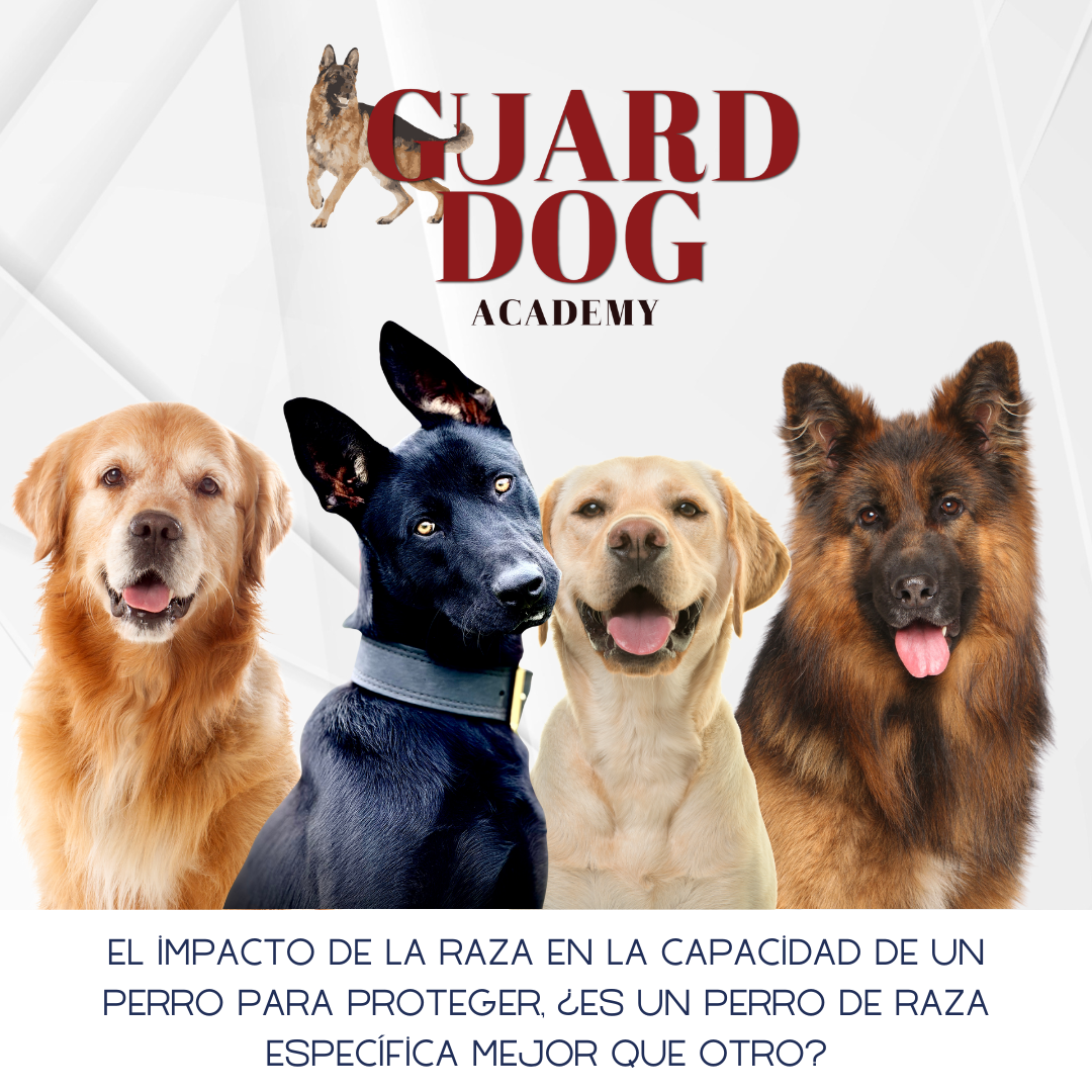 El impacto de la raza en la capacidad de un perro para proteger, ¿es un ...