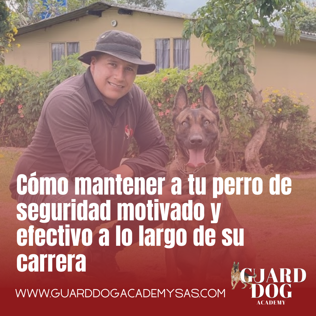 Cómo mantener a tu perro de seguridad motivado y efectivo a lo largo de ...