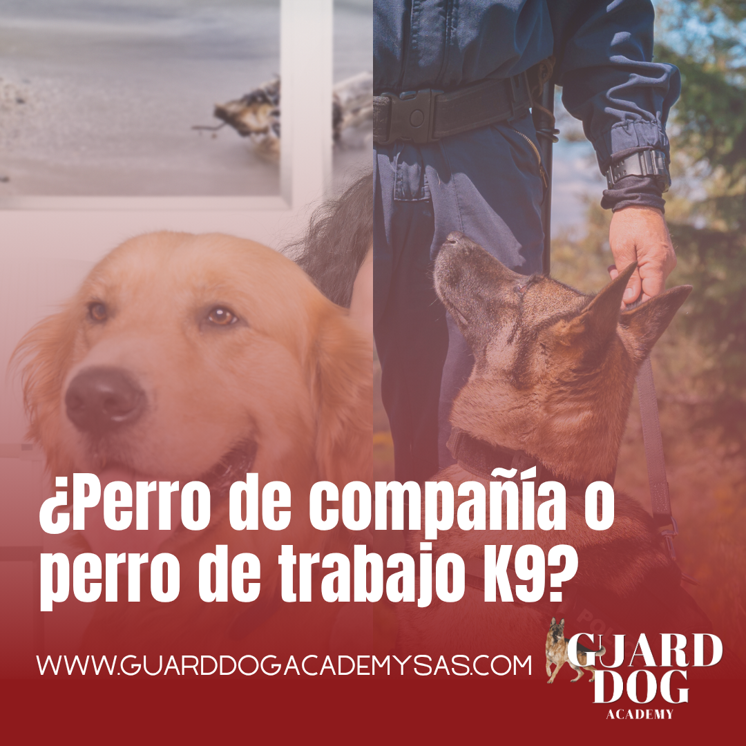 ¿Perro de compañía o perro de trabajo K9? – Guard Dog Academy SAS