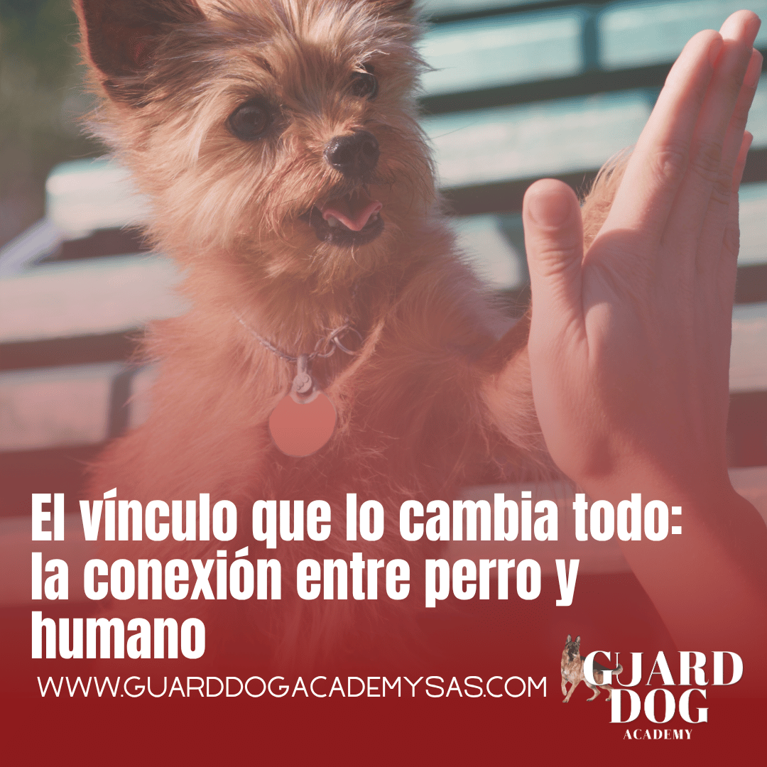 El vínculo que lo cambia todo: la conexión entre perro y humano – Guard ...