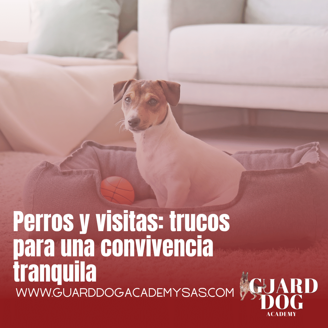 Perros y visitas: trucos para una convivencia tranquila – Guard Dog ...