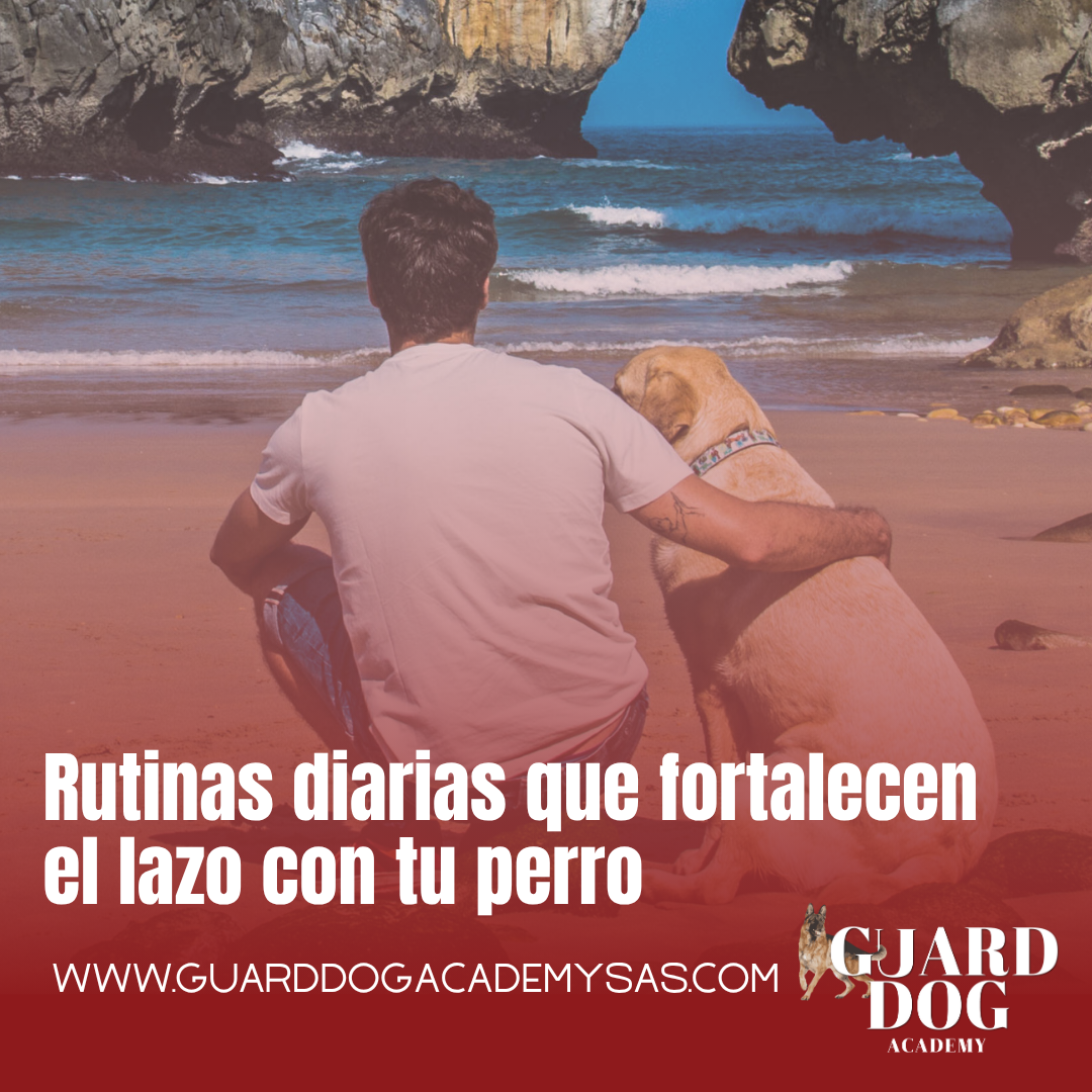 Rutinas diarias que fortalecen el lazo con tu perro – Guard Dog Academy SAS