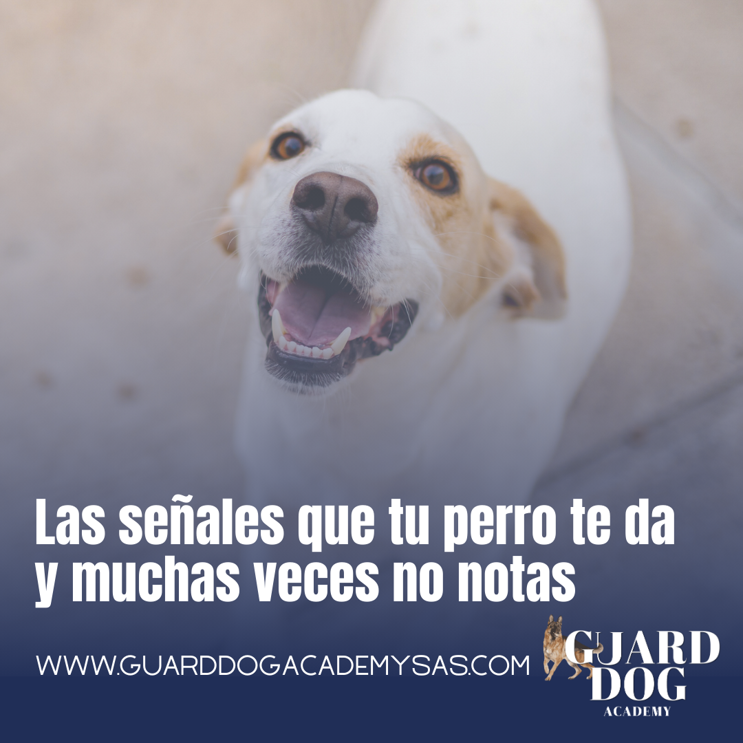 Las señales que tu perro te da y muchas veces no notas – Guard Dog ...